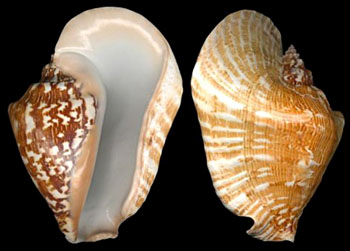 凤螺总科 Strombacea 蓝色动物学（中国动物学科普）